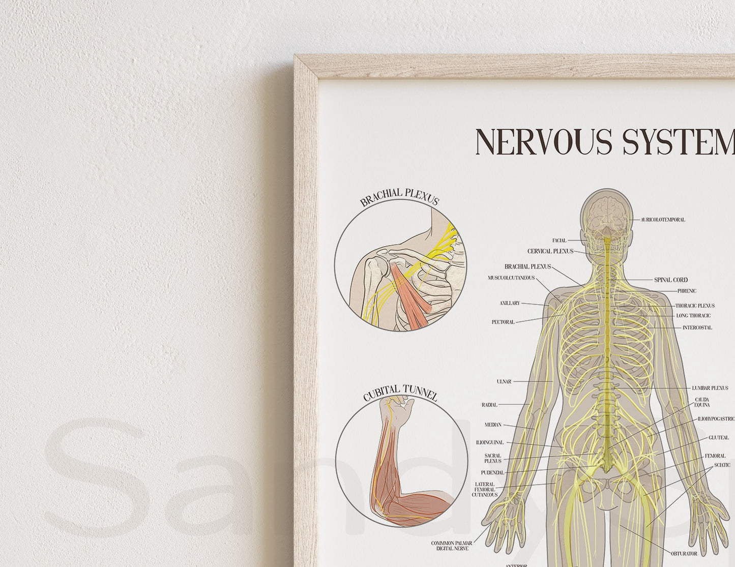 Nerve Anatomy Chart | SandySpines | Chiropractic & Physical Therapy