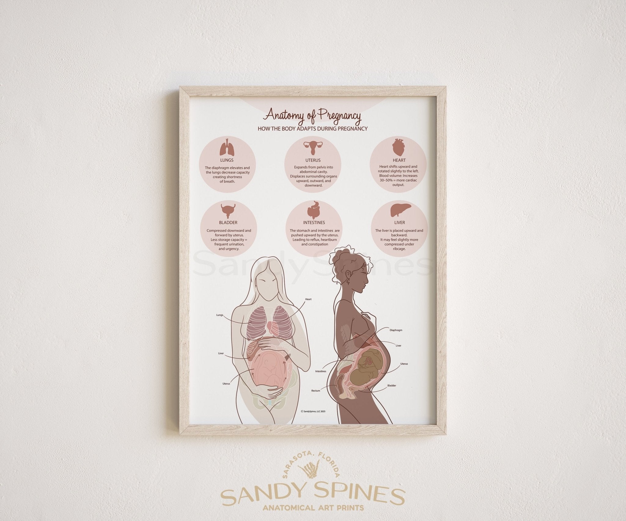 Anatomy of a Pregnancy Poster | Prenatal Anatomy Art by SandySpines