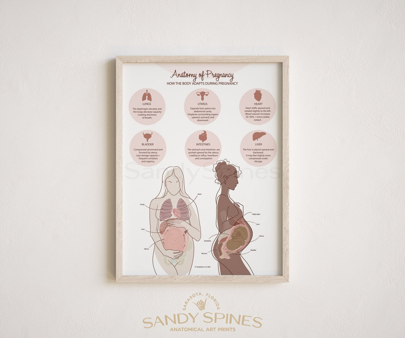 Anatomy of a Pregnancy Poster | Prenatal Anatomy Art by SandySpines