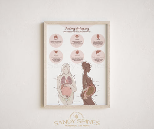 Anatomy of a Pregnancy Poster | Prenatal Anatomy Art by SandySpines