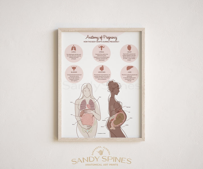 Anatomy of a Pregnancy Poster | Prenatal Anatomy Art by SandySpines