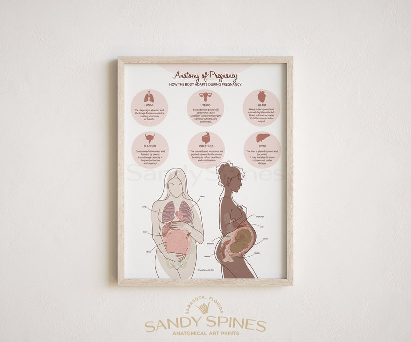 Anatomy of a Pregnancy Poster | Prenatal Anatomy Art by SandySpines