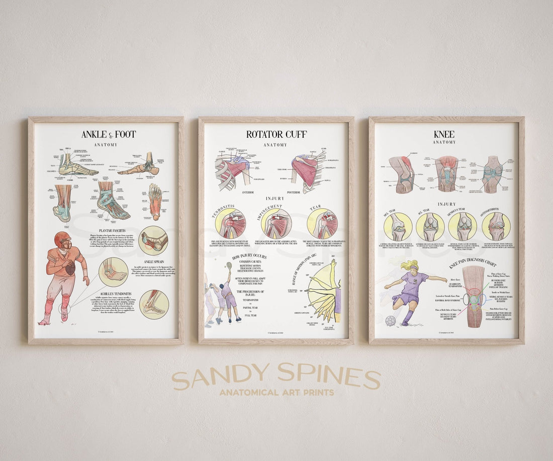 Ankle & Foot | Anatomy Poster for Chiropractors & PTs – SandySpines