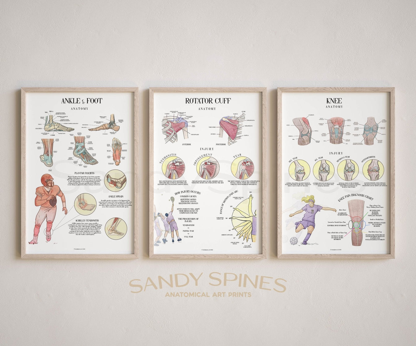 Ankle & Foot | Anatomy Poster for Chiropractors & PTs – SandySpines