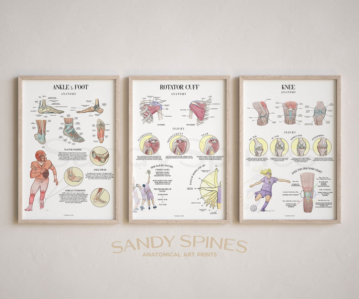 Ankle & Foot | Anatomy Poster for Chiropractors & PTs – SandySpines