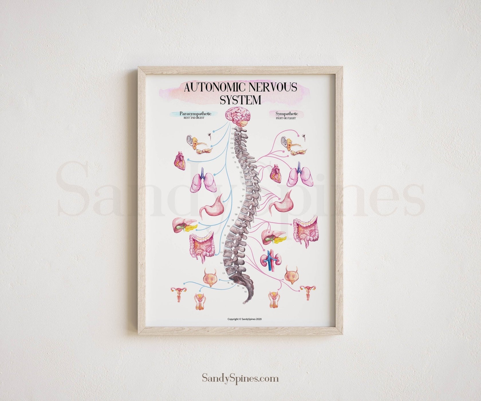 ANS Chart Poster | AUTONOMIC SYSTEM – SandySpines