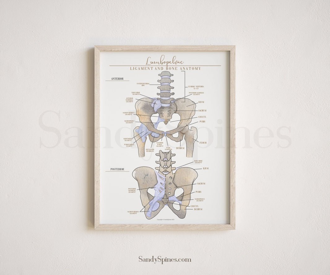 All Anatomy Posters & Educational Prints | SandySpines – Page 2