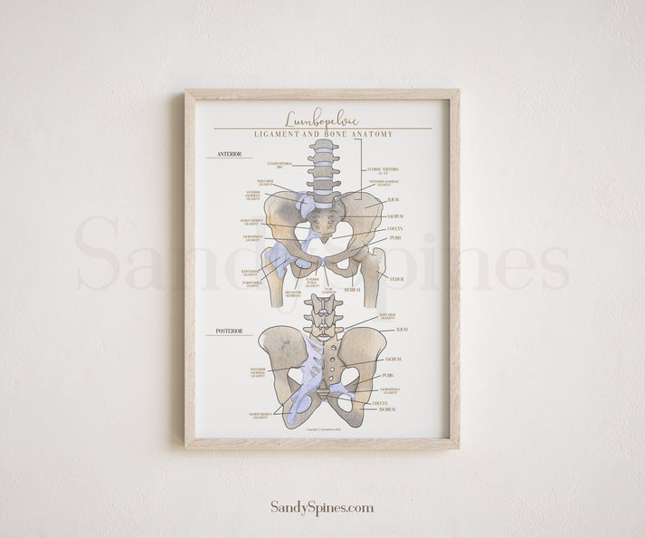 Bone and Ligament Pelvic Anatomy Poster for PTs – SandySpines