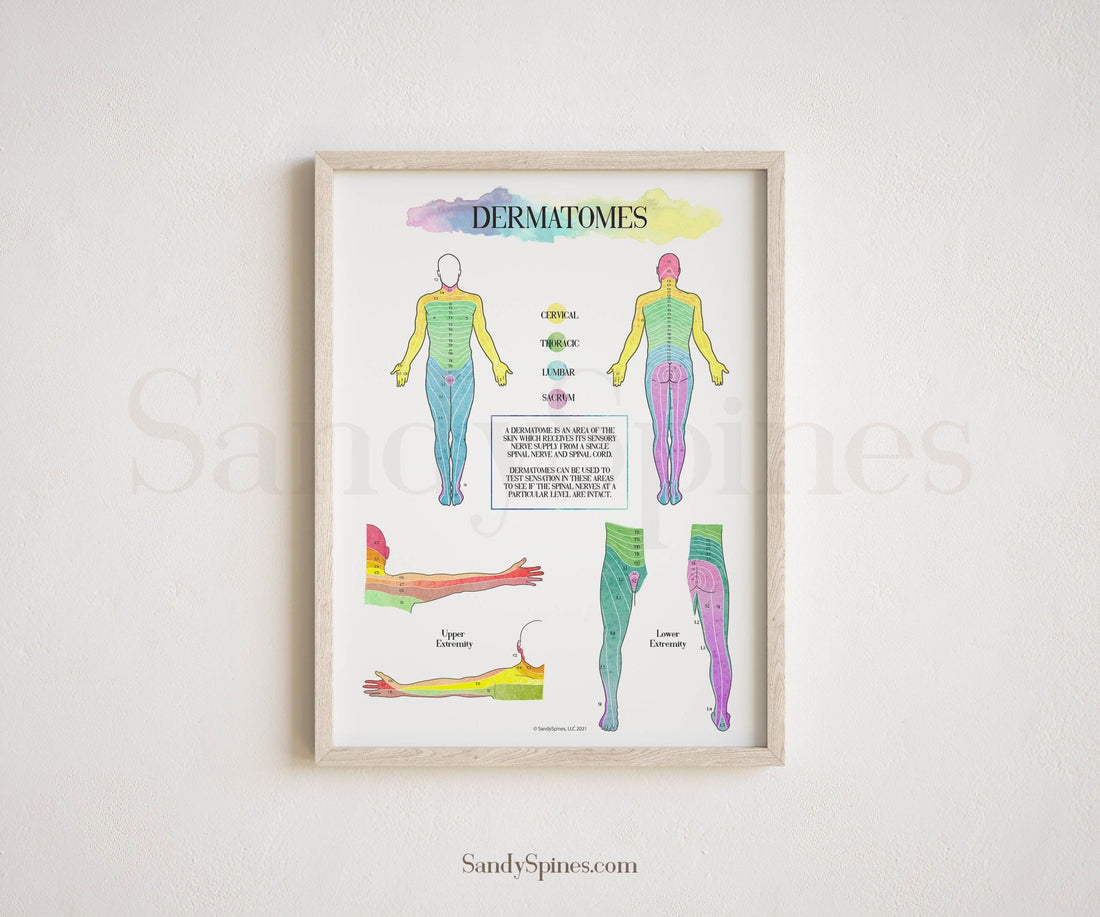 Dermatome Poster | Anatomy Poster for Chiropractic & PTs – SandySpines