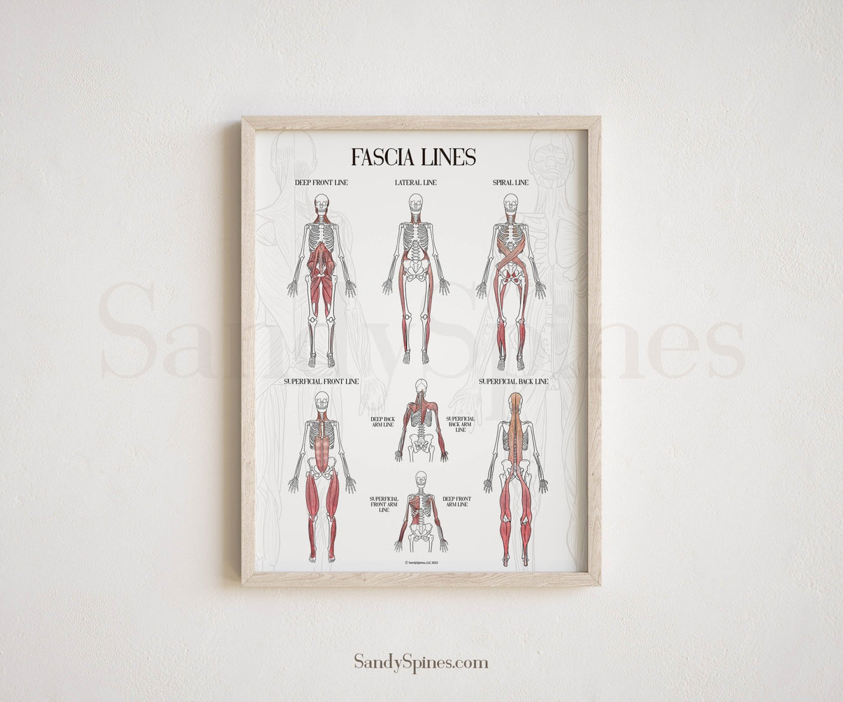Fascia Anatomy | Poster for Chiropractors & PTs – SandySpines
