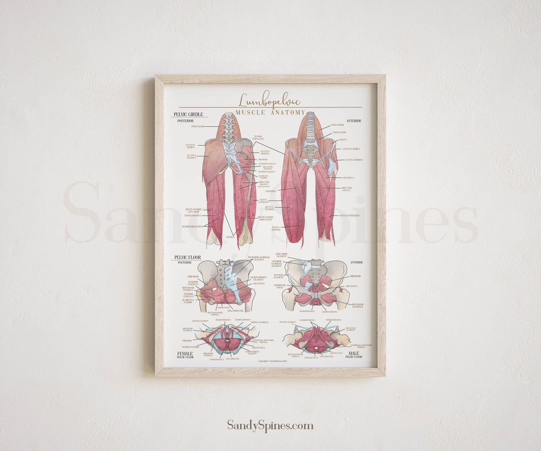 Chiropractic & Physical Therapy Anatomy Posters – SandySpines
