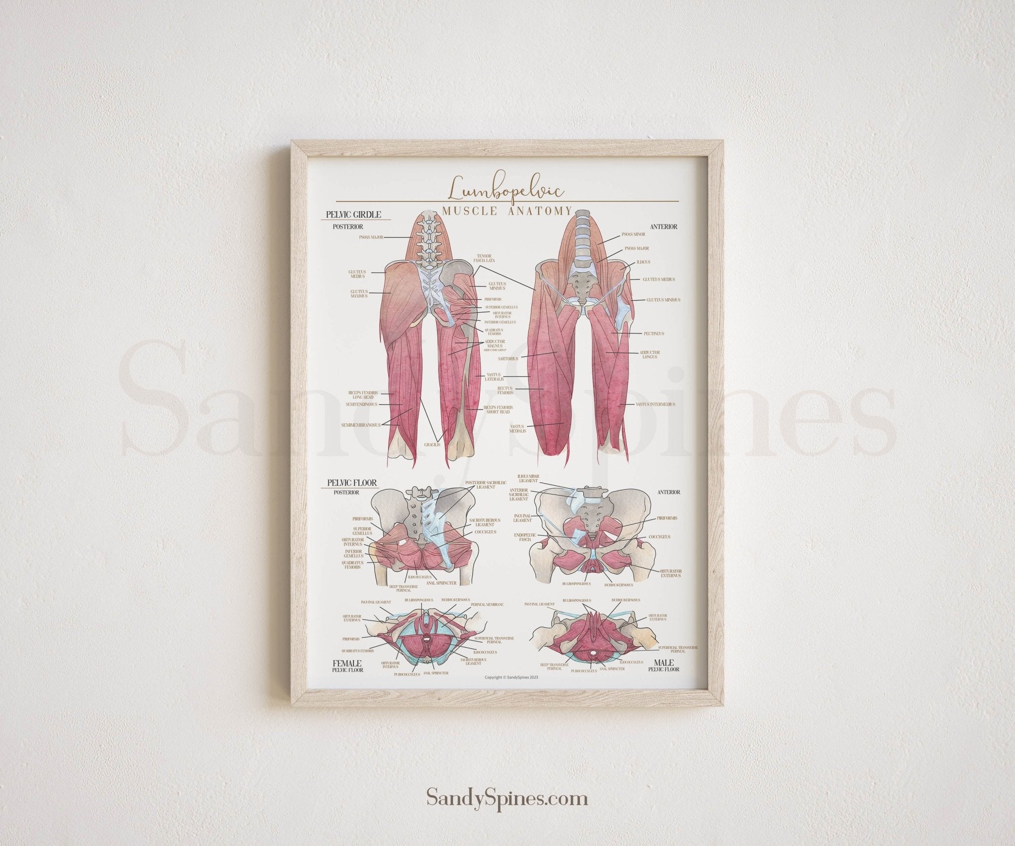 Hip and Leg | Anatomy Poster for Chiropractors & PTs – SandySpines