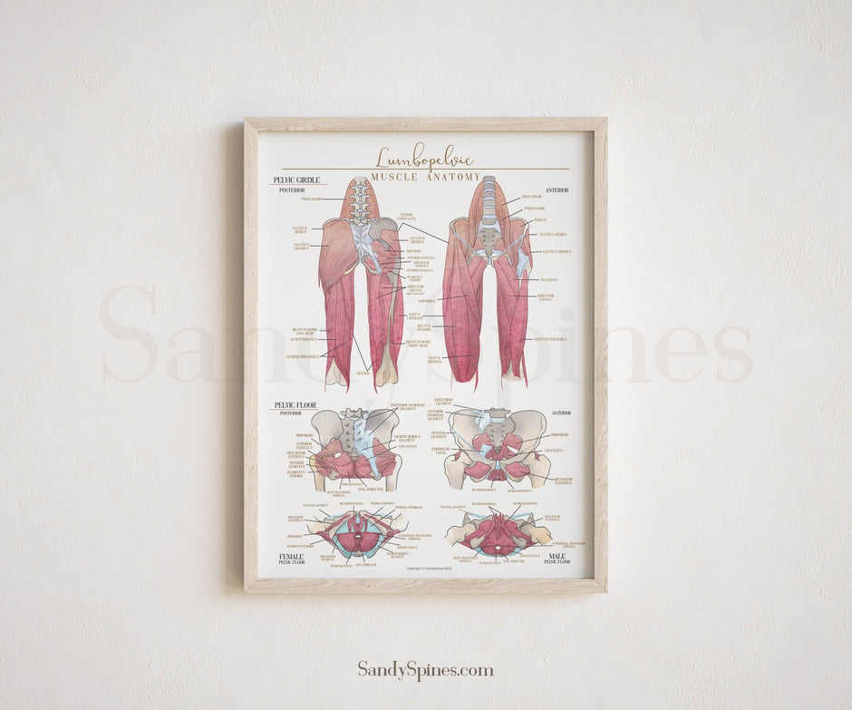 Chiropractic & Physical Therapy Anatomy Posters – SandySpines