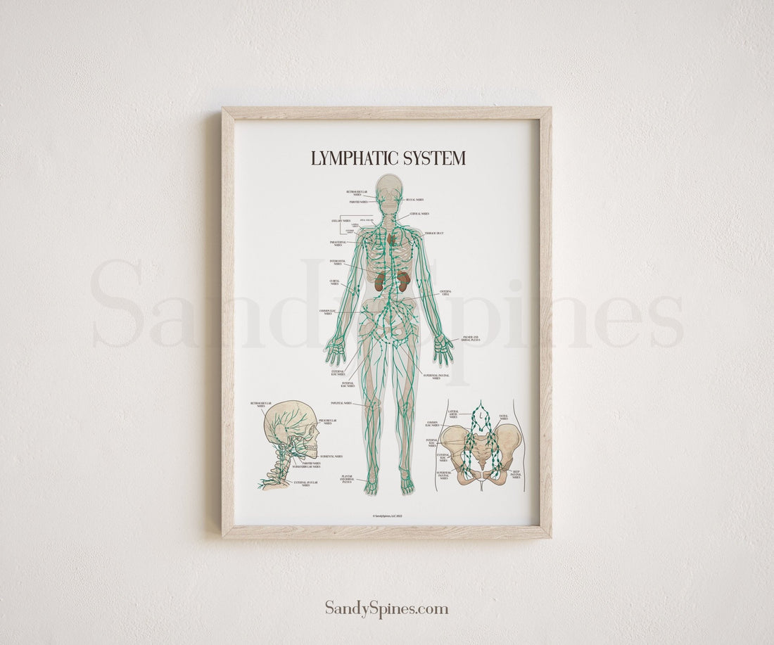 Lymphatic Anatomy System| Poster for Chiropractors & PTs – SandySpines