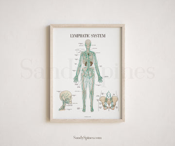 All Anatomy Posters & Educational Prints | SandySpines
