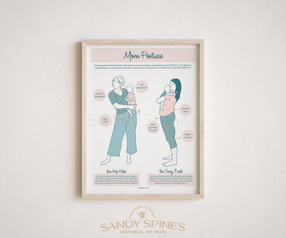 Pregnancy & Pediatric Anatomy Posters | SandySpines