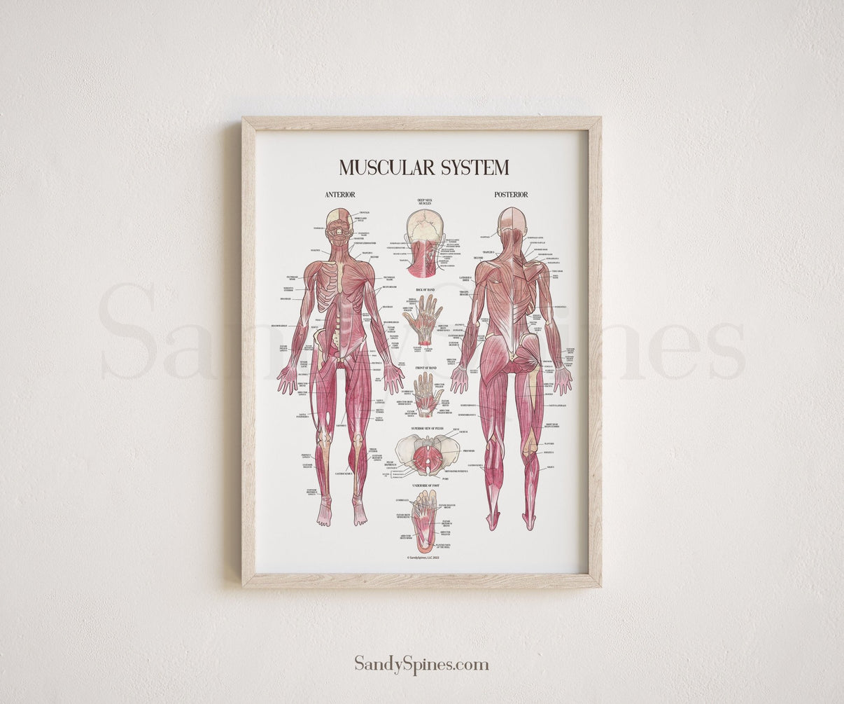 Muscle System Poster | Anatomy for Chiropractors & PTs – SandySpines