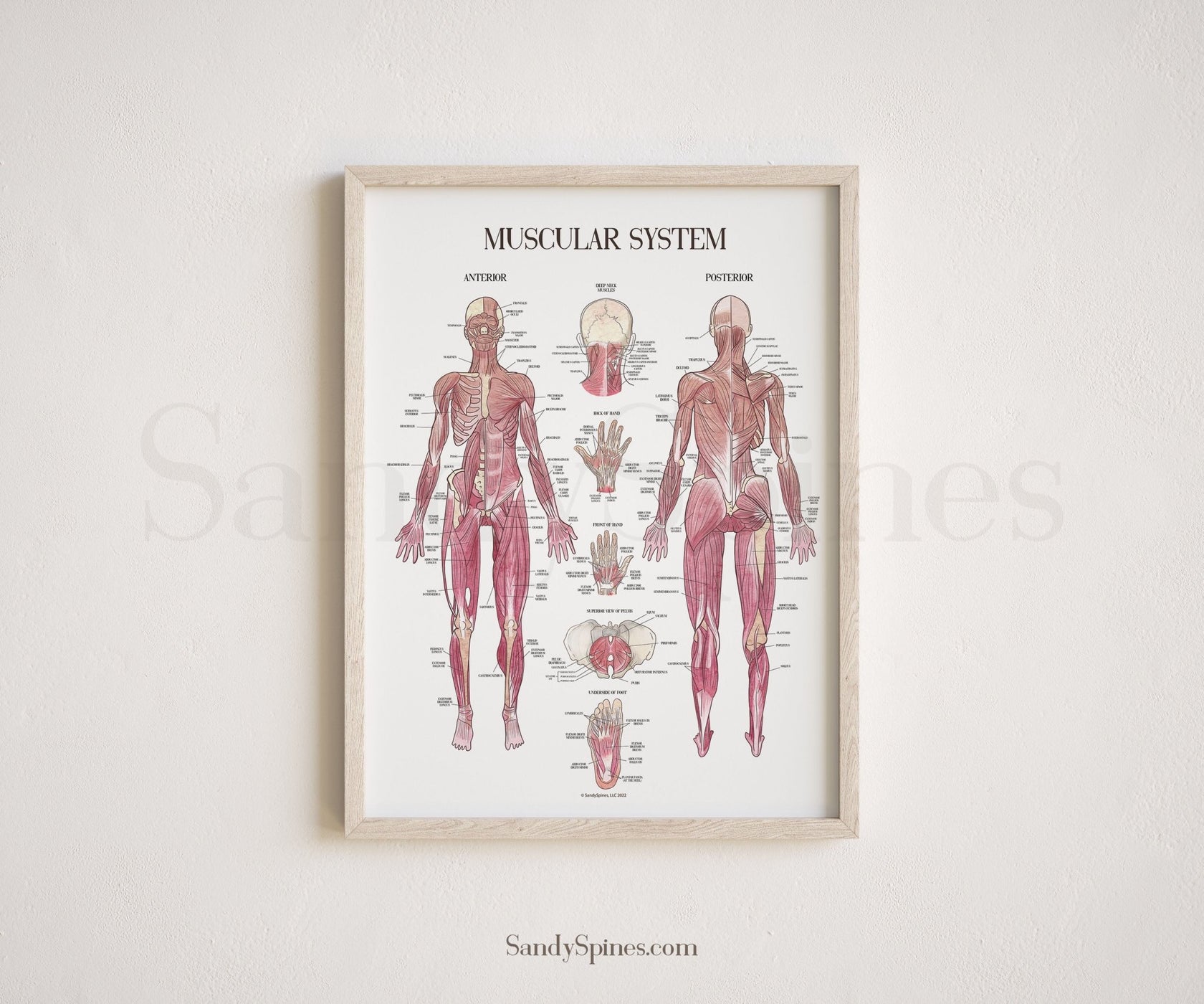 Muscle System Poster | Anatomy for Chiropractors & PTs – SandySpines