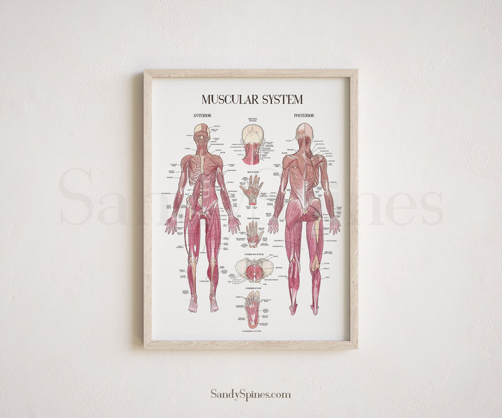 All Anatomy Posters & Educational Prints | SandySpines