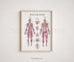 Muscle System Poster | Anatomy for Chiropractors & PTs – SandySpines