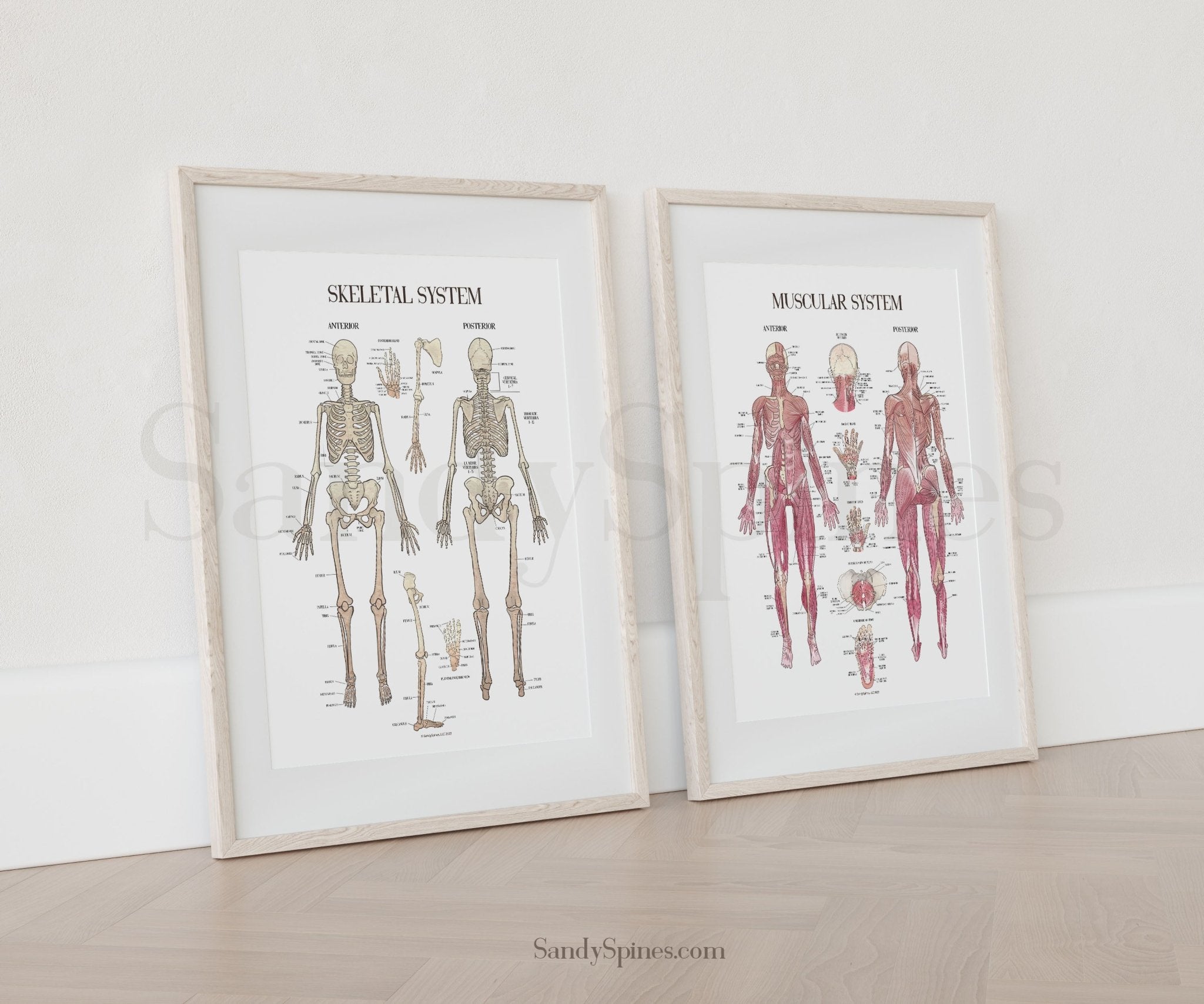 Musculoskeletal Bundle | Poster for Chiropractors & PTs – SandySpines