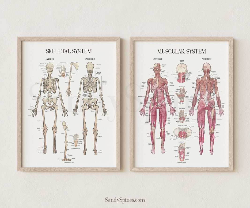 All Anatomy Posters & Educational Prints | SandySpines