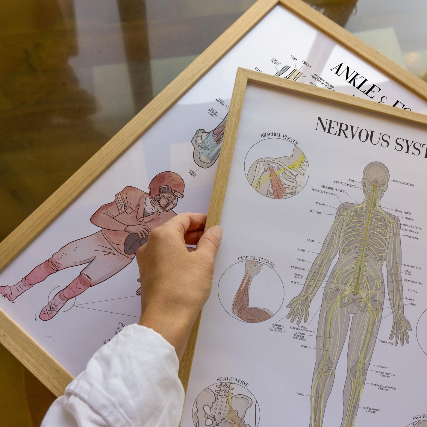 Nerve Anatomy Chart| Poster for Chiropractors & PTs – SandySpines