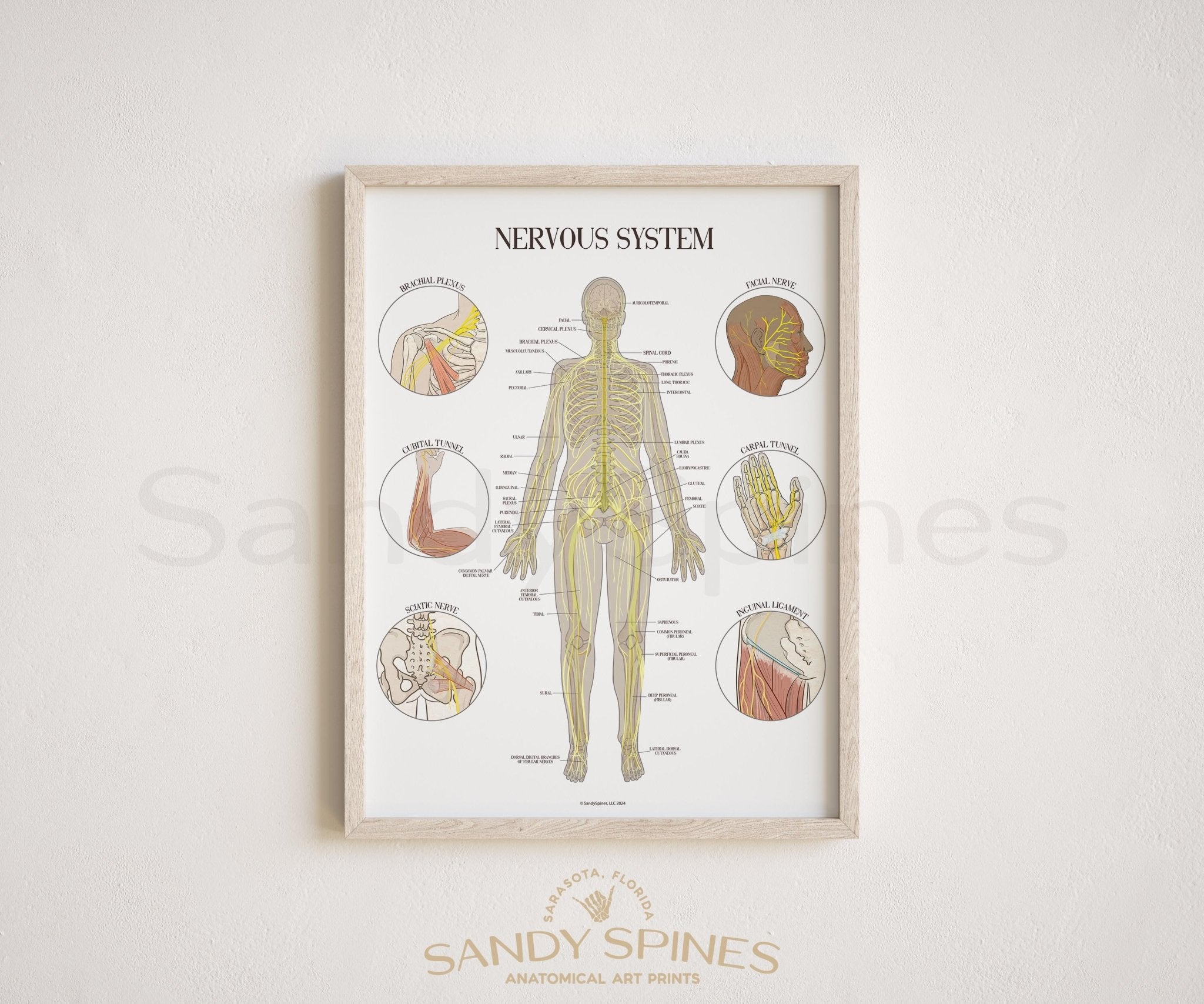 Nerve Anatomy Chart| Poster for Chiropractors & PTs – SandySpines