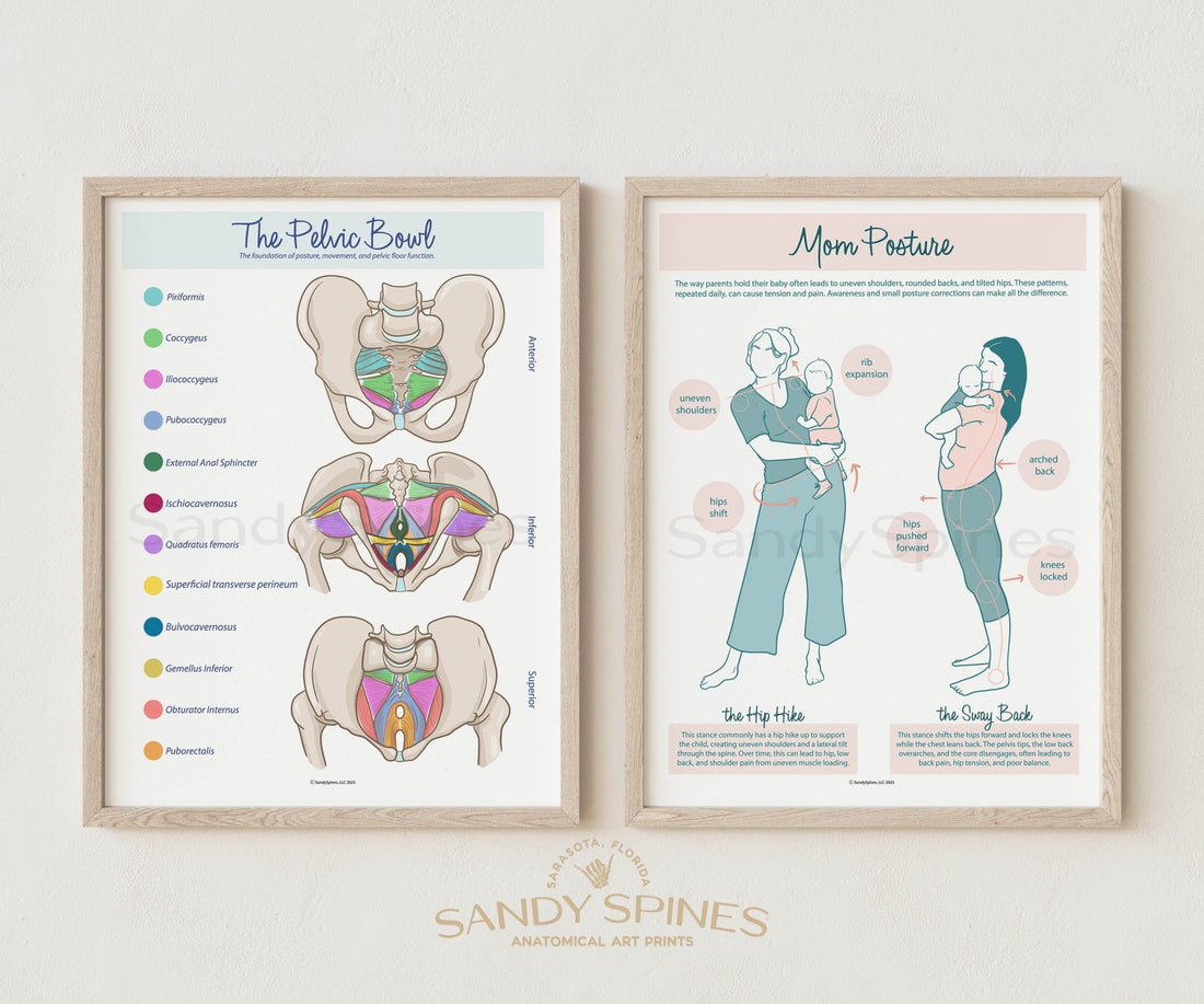 The Pelvic Bowl Poster | Pelvic Floor Anatomy Art by SandySpines