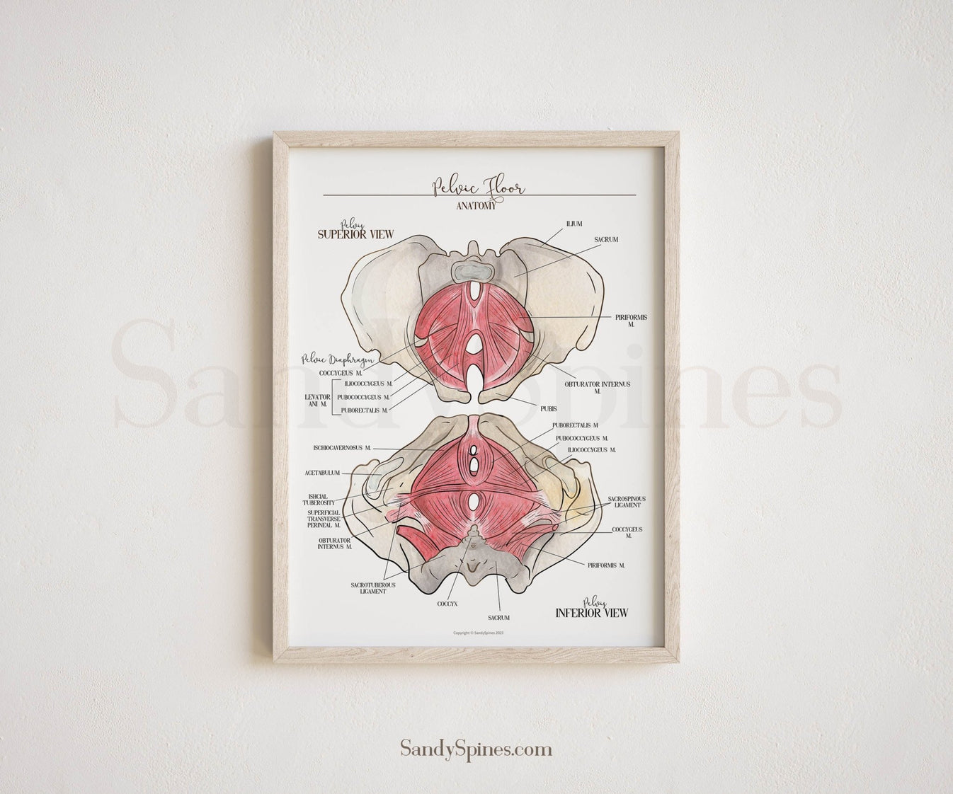 Pelvic Floor Anatomy Poster | Anatomy Poster for PTs – SandySpines