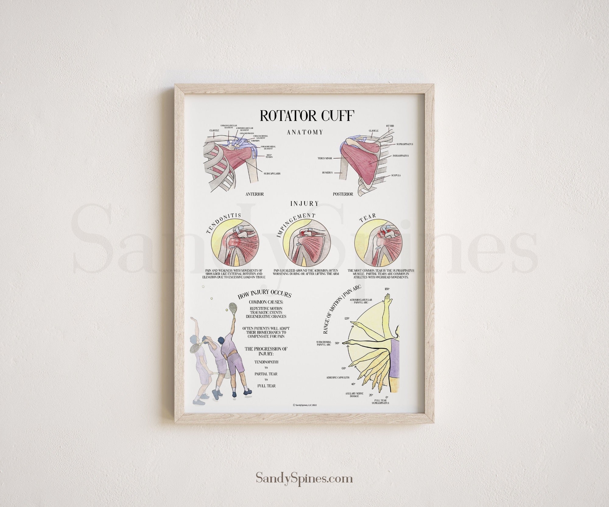 All Anatomy Posters & Educational Prints | SandySpines