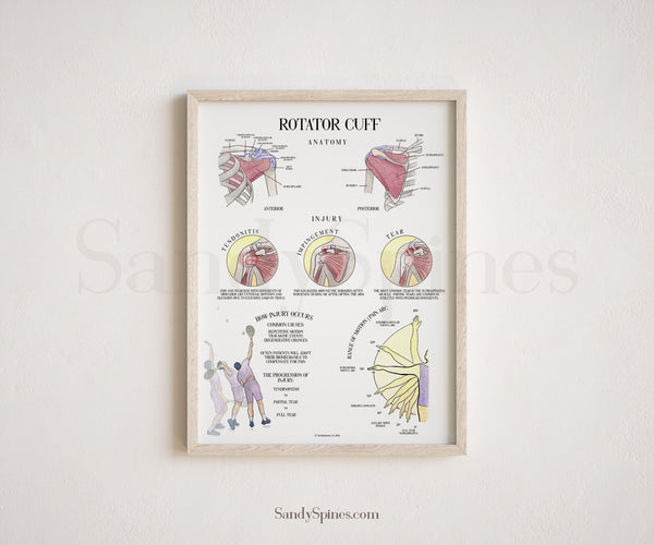 Shoulder Rotator Cuff Poster for Chiropractors & PTs – SandySpines