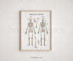 Skeletal Anatomy System Poster for Chiropractors & PTs – SandySpines