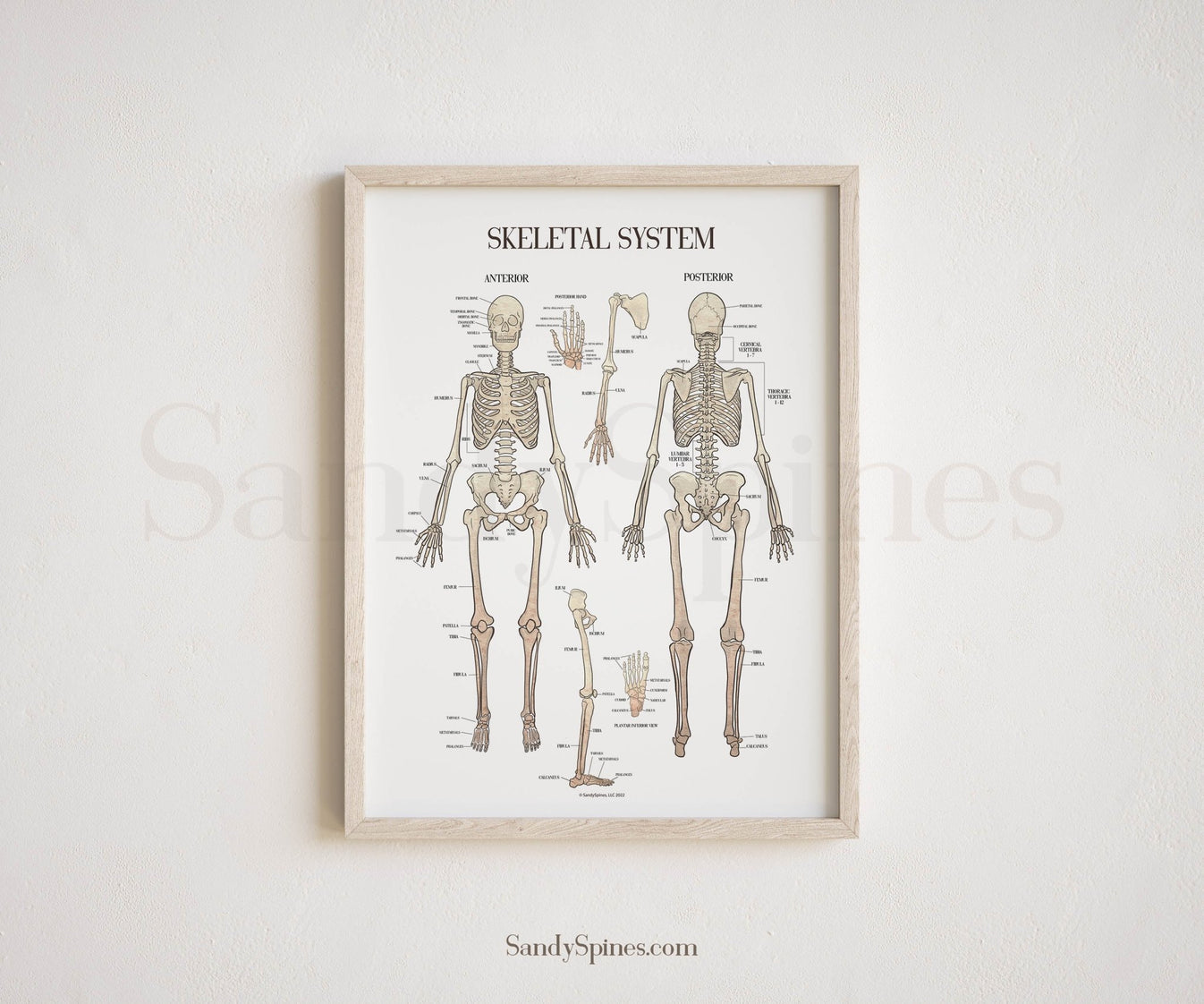 Skeletal Anatomy System Poster for Chiropractors & PTs – SandySpines