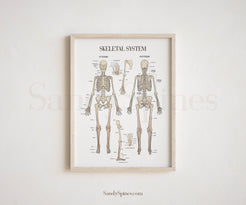 Skeletal Anatomy System Poster for Chiropractors & PTs – SandySpines