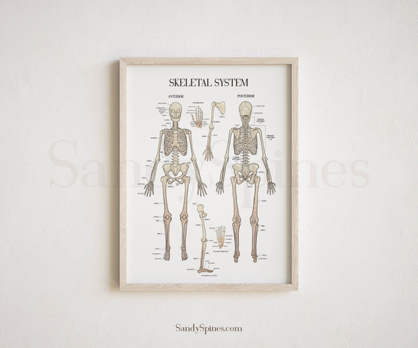 Skeletal Anatomy System Poster for Chiropractors & PTs – SandySpines
