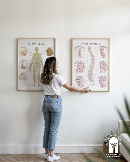 Nerve Anatomy Chart| Poster for Chiropractors & PTs – SandySpines