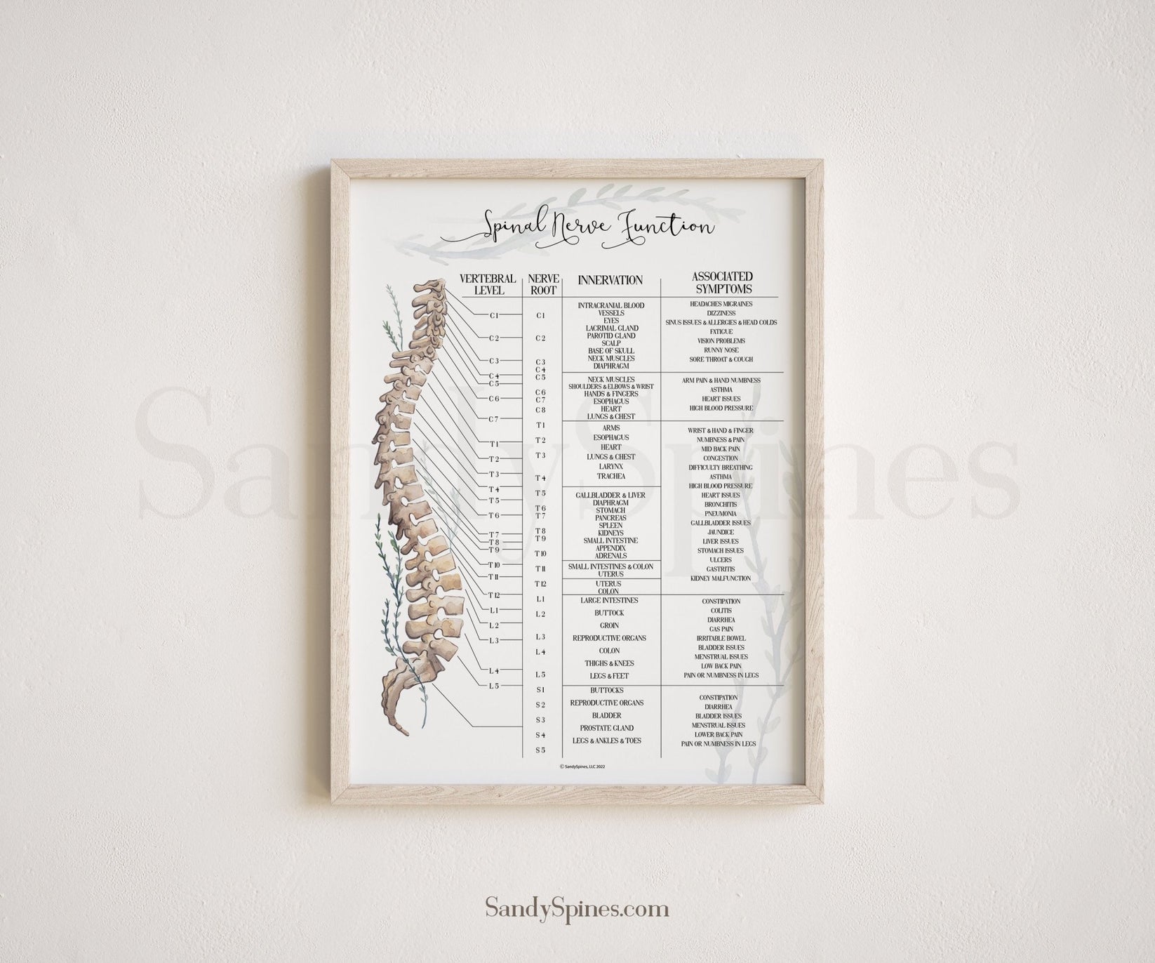 Spinal Nerve Function Poster | for Chiropractors & PTs – SandySpines