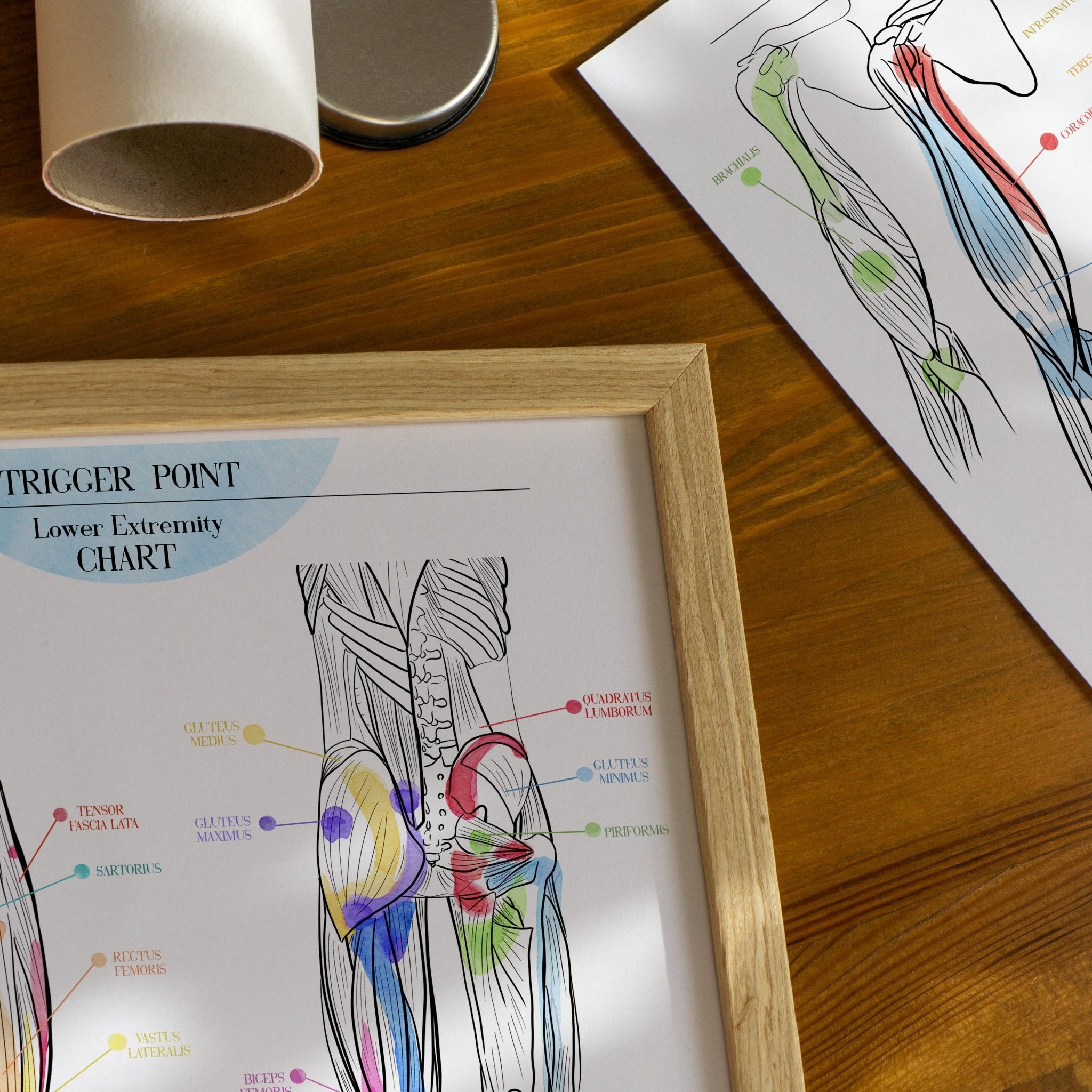 Trigger Point Poster Bundles | For Chiropractors & PTs – SandySpines