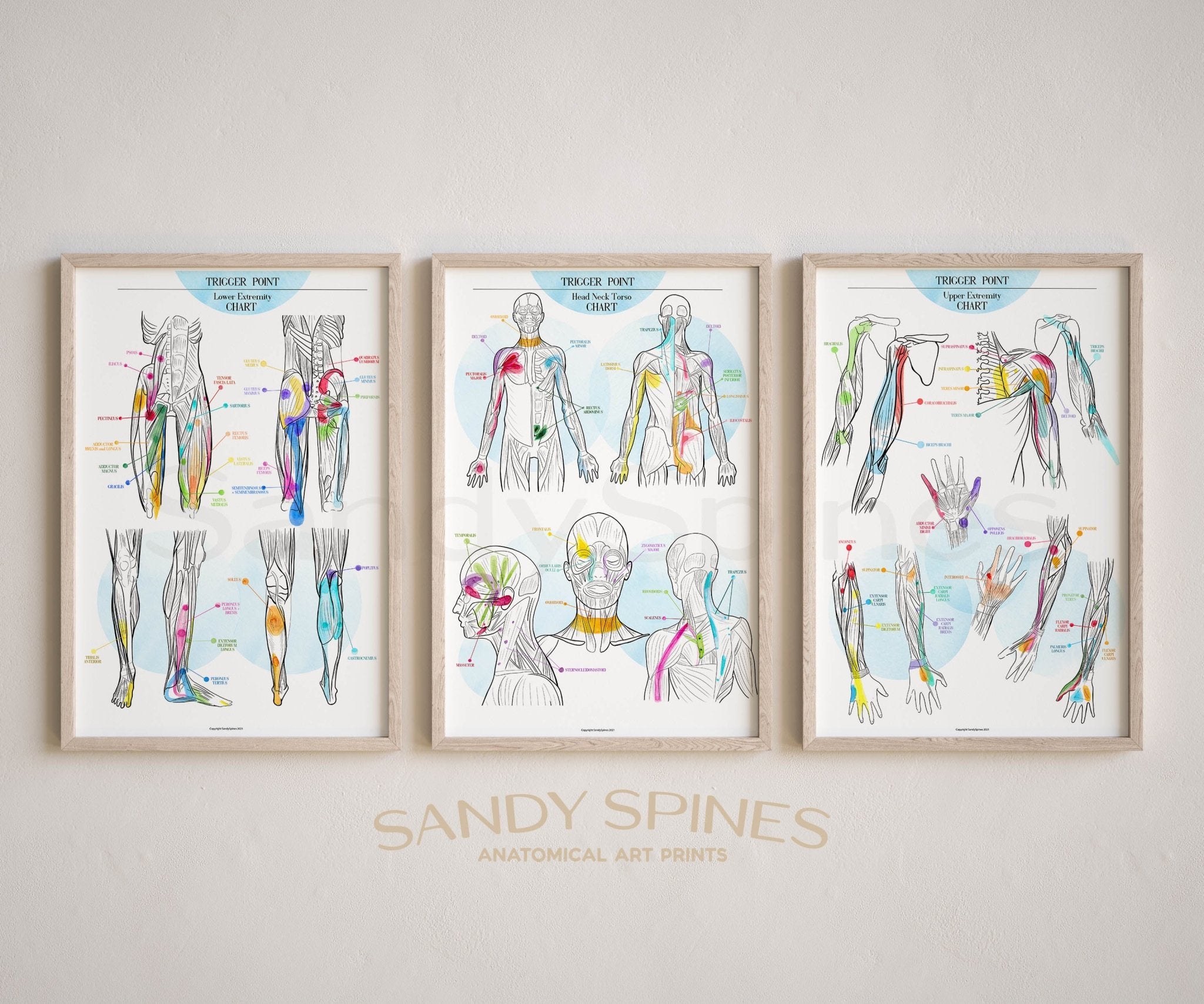 Trigger Point Poster Bundles | For Chiropractors & PTs – SandySpines
