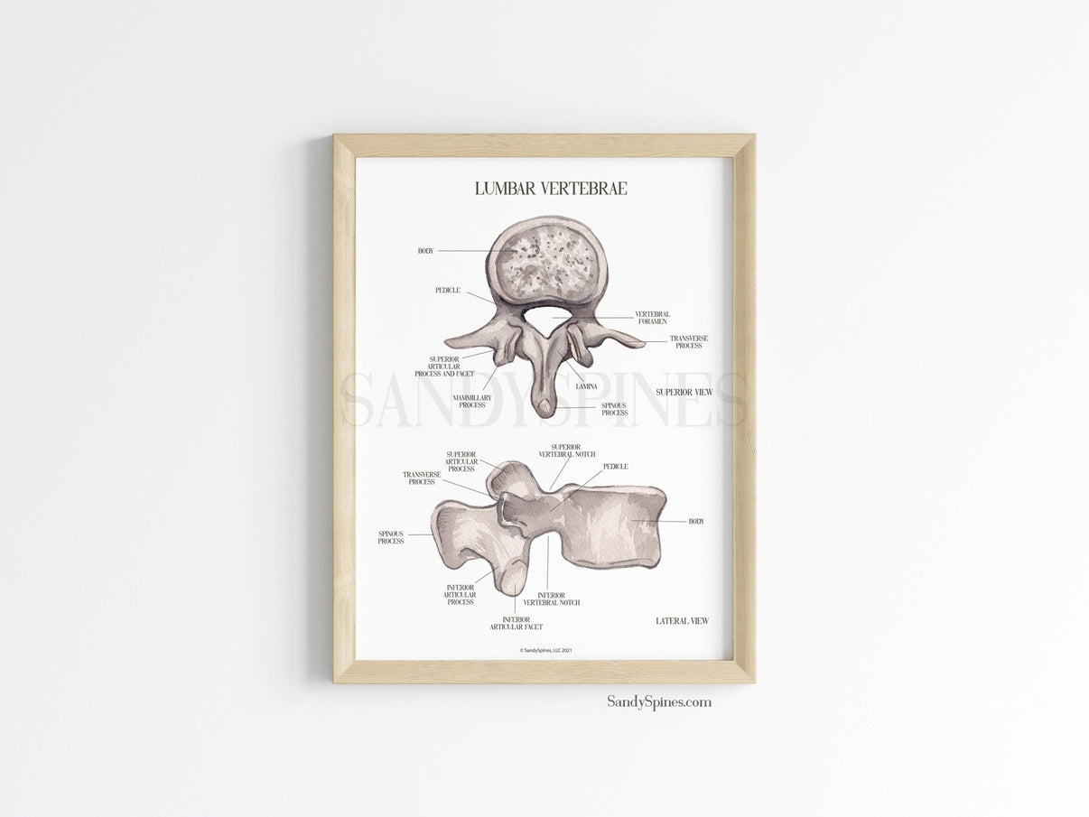 Lumbar Vertebra Labeled Poster – SandySpines