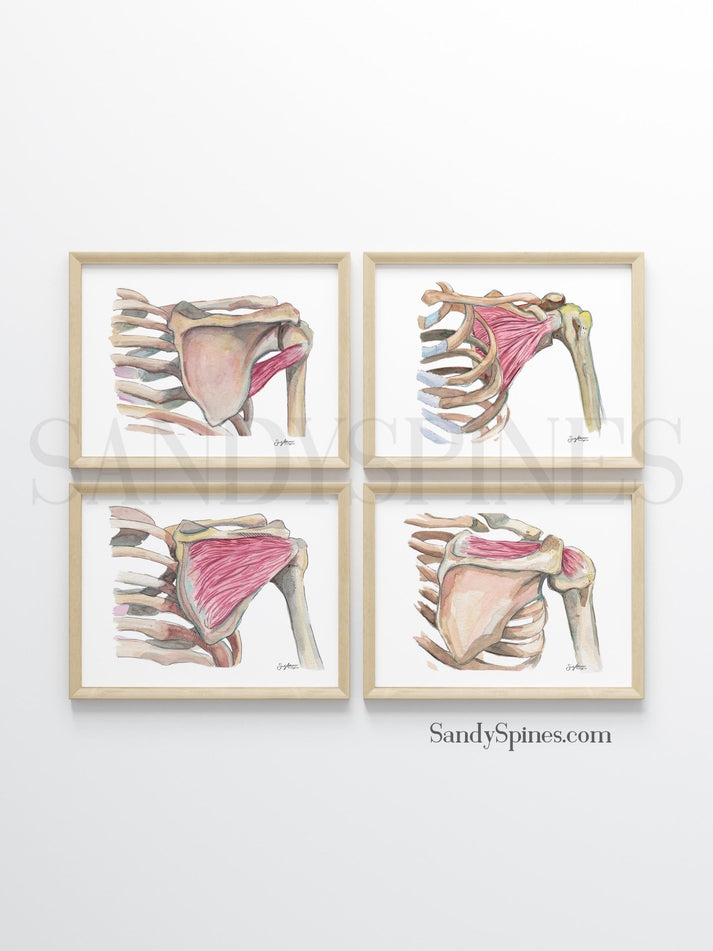 Rotator Cuff Print Set | anatomy art for chiropractors – SandySpines