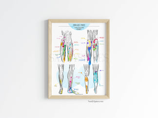 Trigger Point Charts | Set of 3 Posters | SandySpines